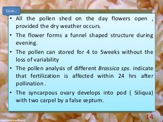 Seed maturation in mustard | PPTX