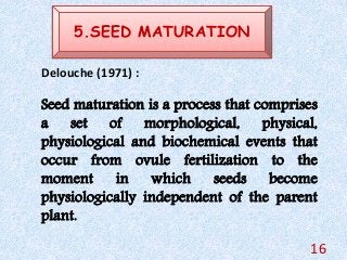 Seed maturation in mustard | PPT