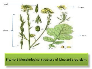 Seed maturation in mustard | PPT