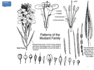 Seed maturation in mustard | PPT