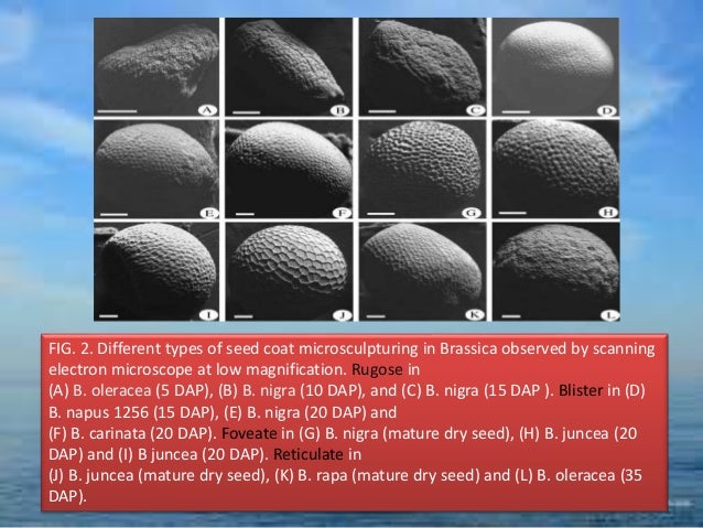 Seed maturation in mustard | PPT