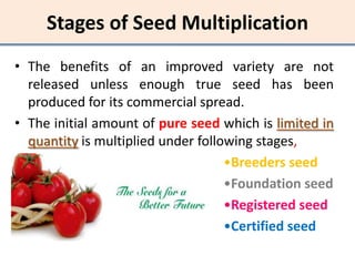 Seed multiplication | PDF