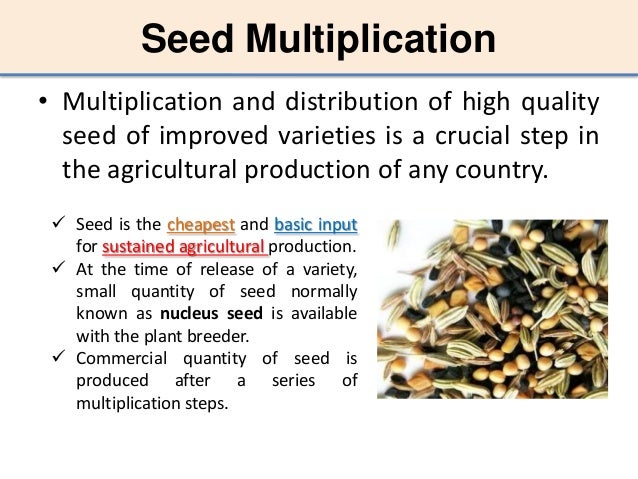 Seed Multiplication
