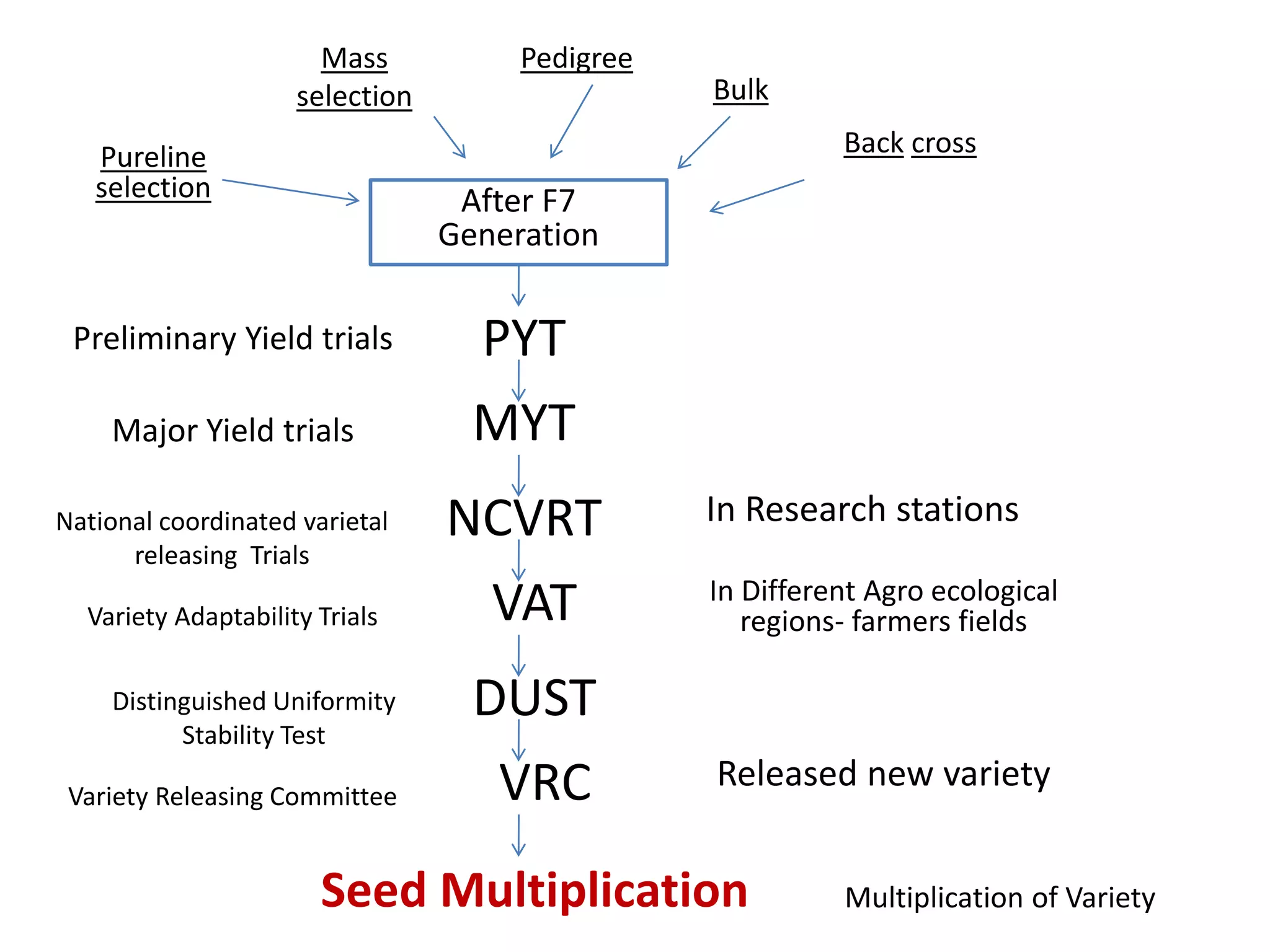 Seed multiplication | PPTX