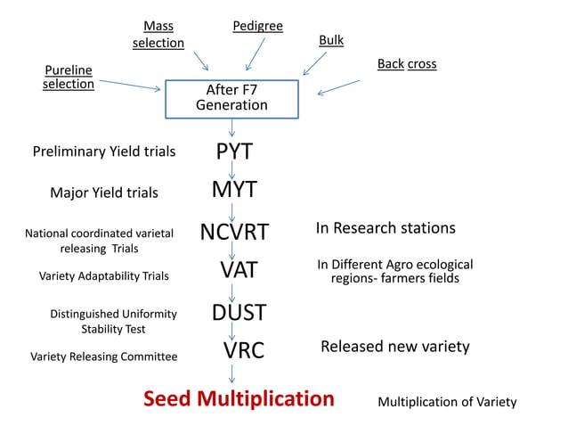 Seed multiplication | PPTX | Agriculture | Industries