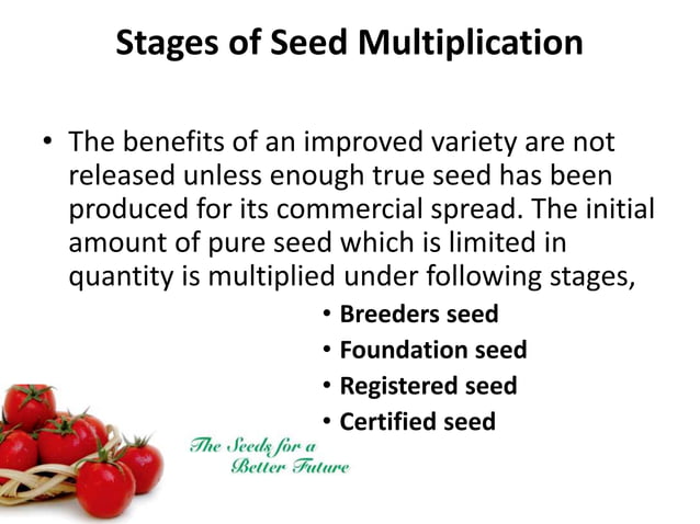 Seed multiplication | PPTX | Agriculture | Industries