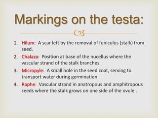 Seeds : nux vomica , linseed & castor | PPTX