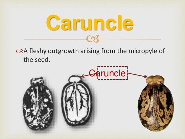 Seeds : nux vomica , linseed & castor