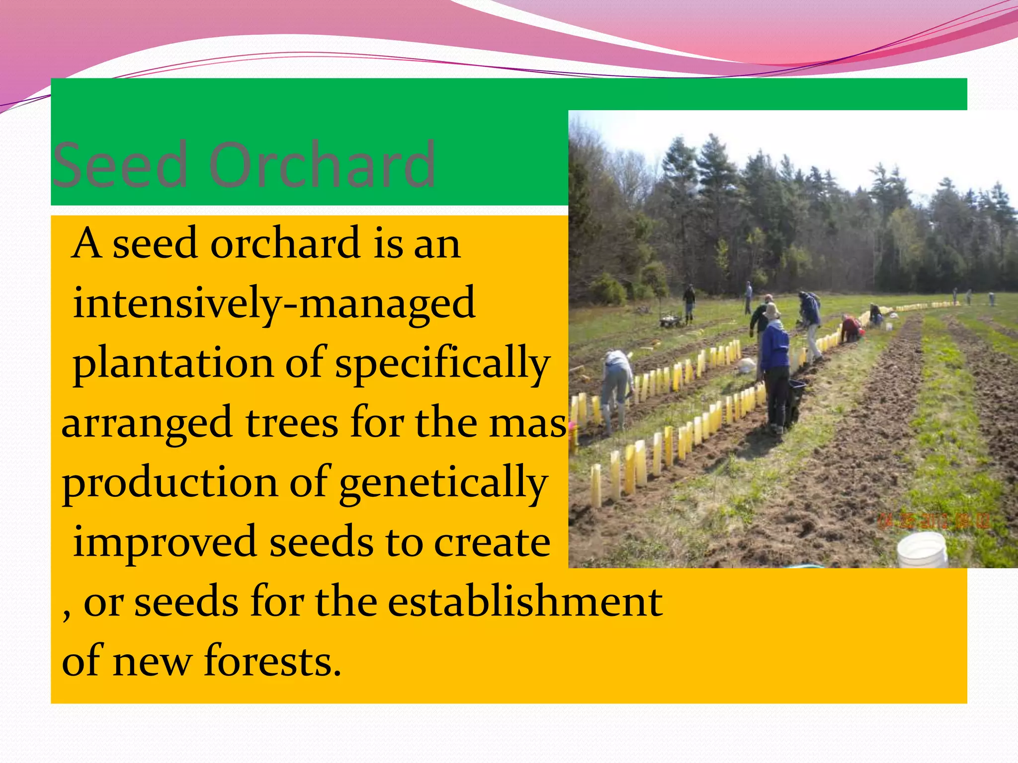Seed orchard | PPTX
