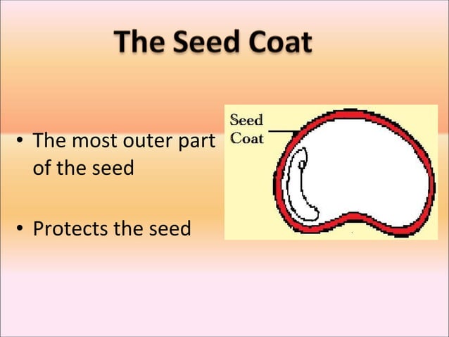 Seed Parts | PPT | Gardening | Home & Garden