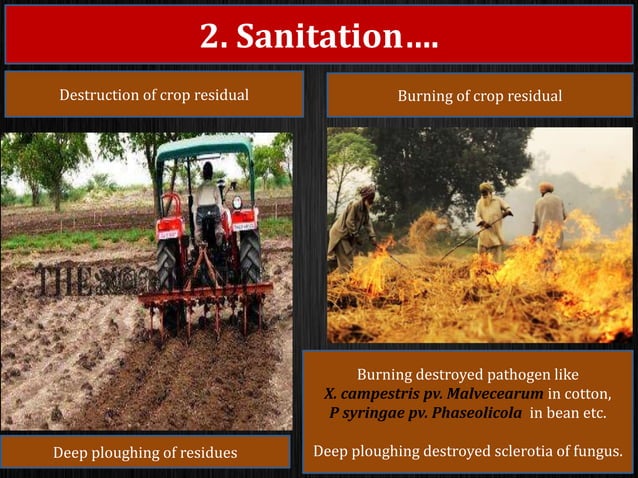 management practices for diseases free seed production | PPTX