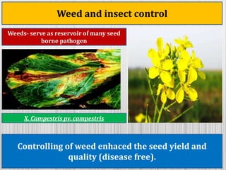 management practices for diseases free seed production | PPTX