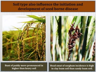 management practices for diseases free seed production | PPTX