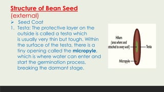 Seed pdf | PPT