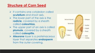 Seed pdf | PDF