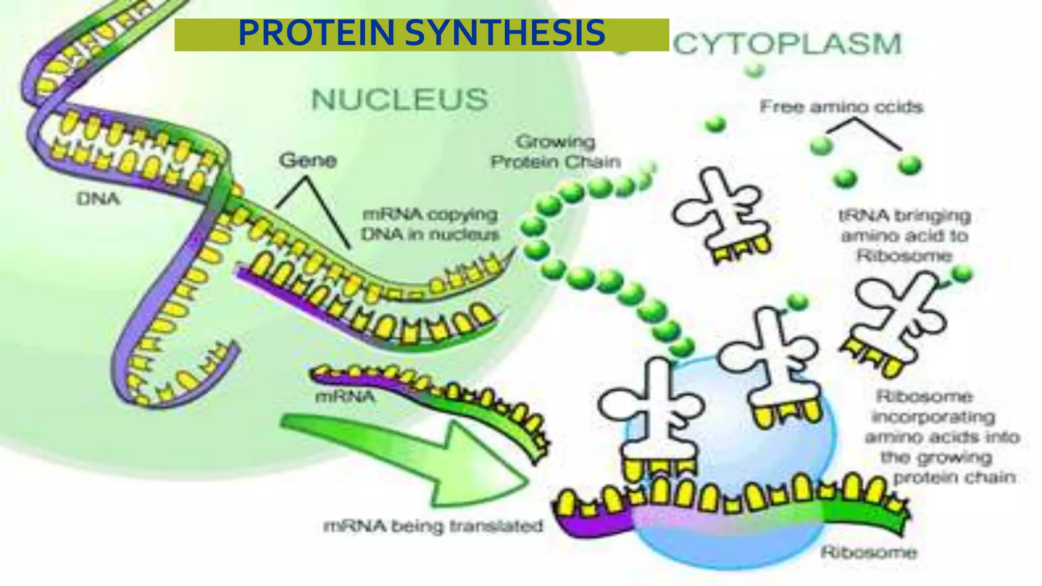 PATHWAY OF MOVEMENT OF ASSIMILATES IN DEVELOPING GRAINS OF MONOCOTS AND ...