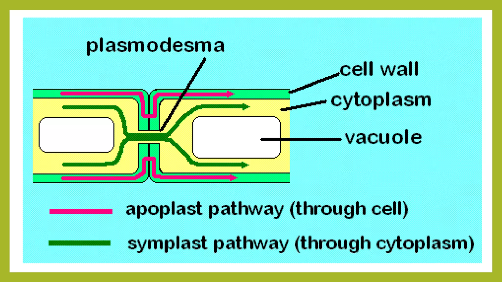 PATHWAY OF MOVEMENT OF ASSIMILATES IN DEVELOPING GRAINS OF MONOCOTS AND ...