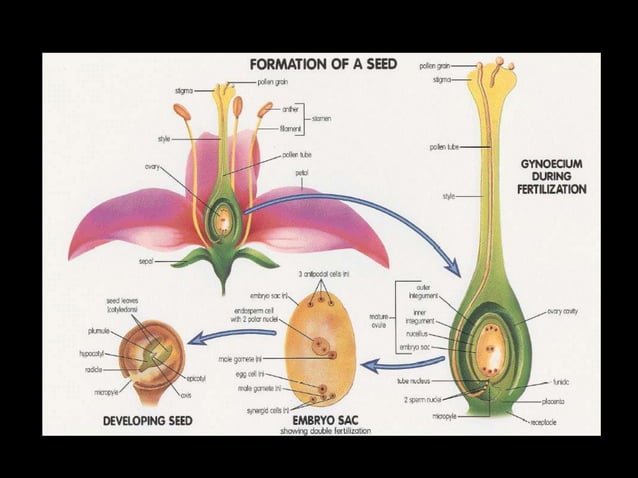 Seed physiology and genetics | PPTX