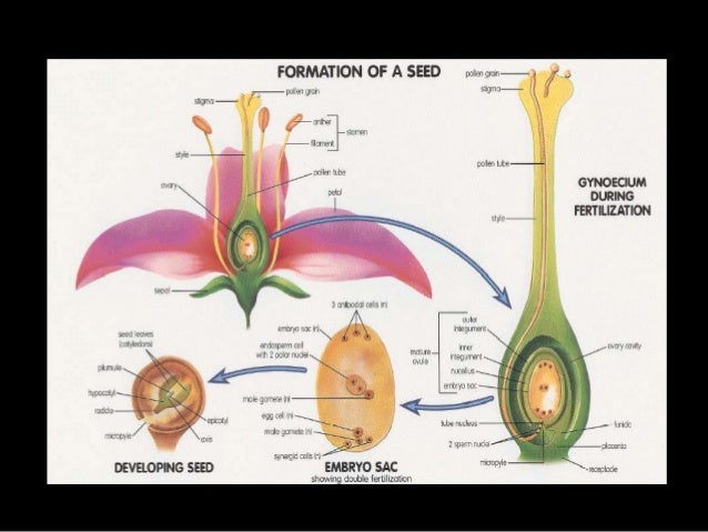 Seed physiology and genetics