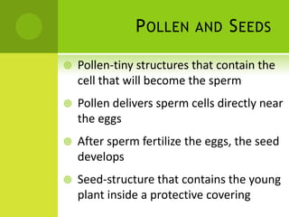 Seed Plants | PPTX