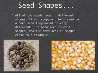 Plant Keynote Project CF | PPT