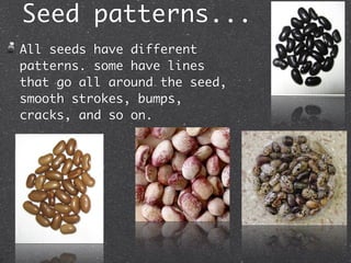 Plant Keynote Project CF | PPT