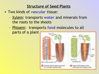 Seed plants | PPT