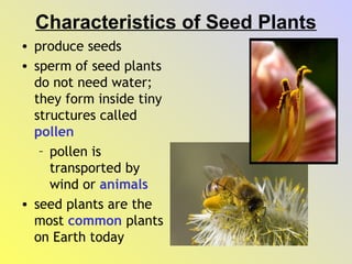 Seed plants | PPT