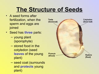 Seed plants | PPT