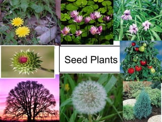 Seed Plants Examples
