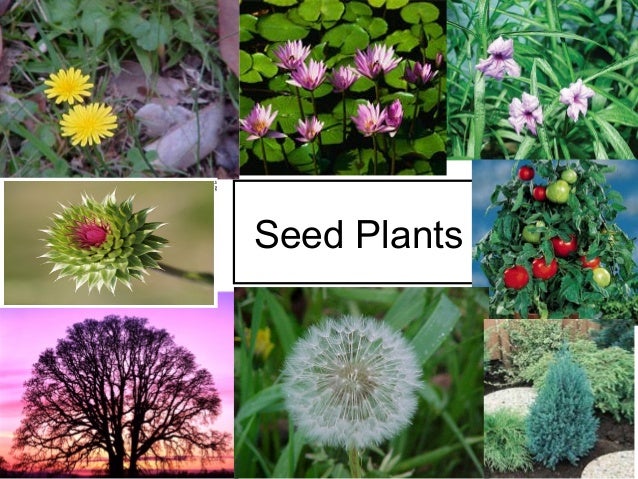 Seeded plants powerpoint