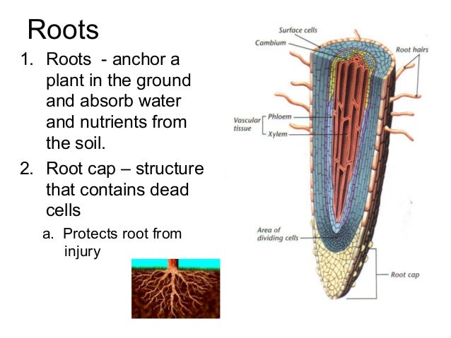 Seed plants characteristics