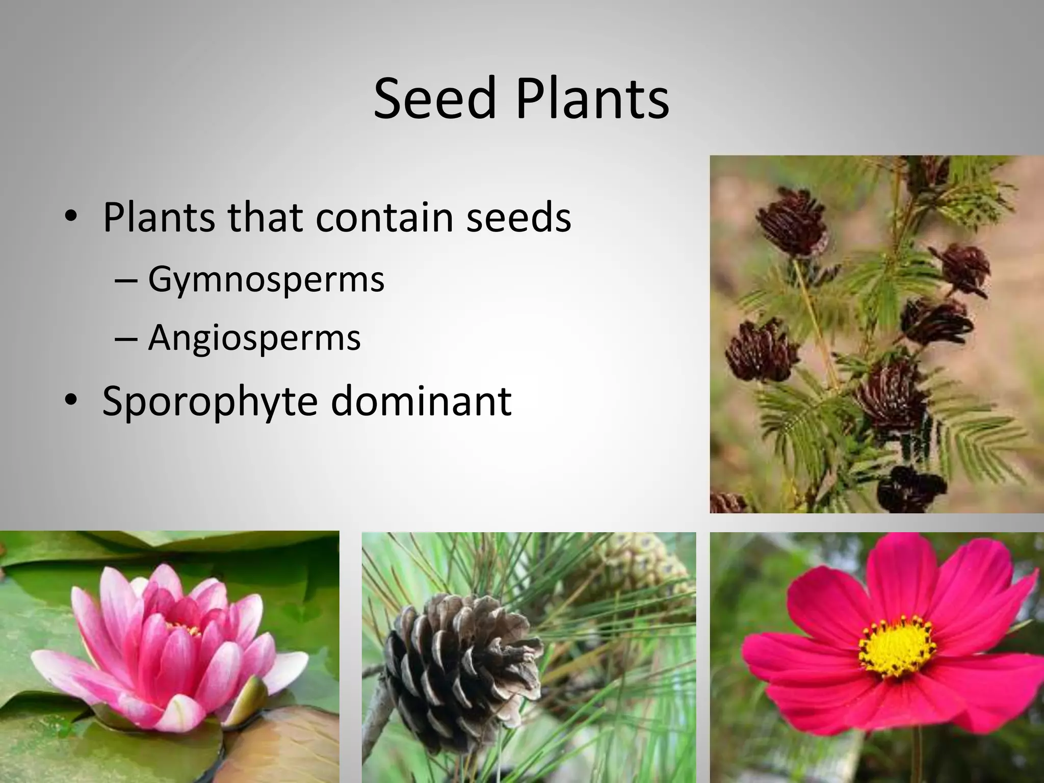 Seed Plants Lab | PPTX