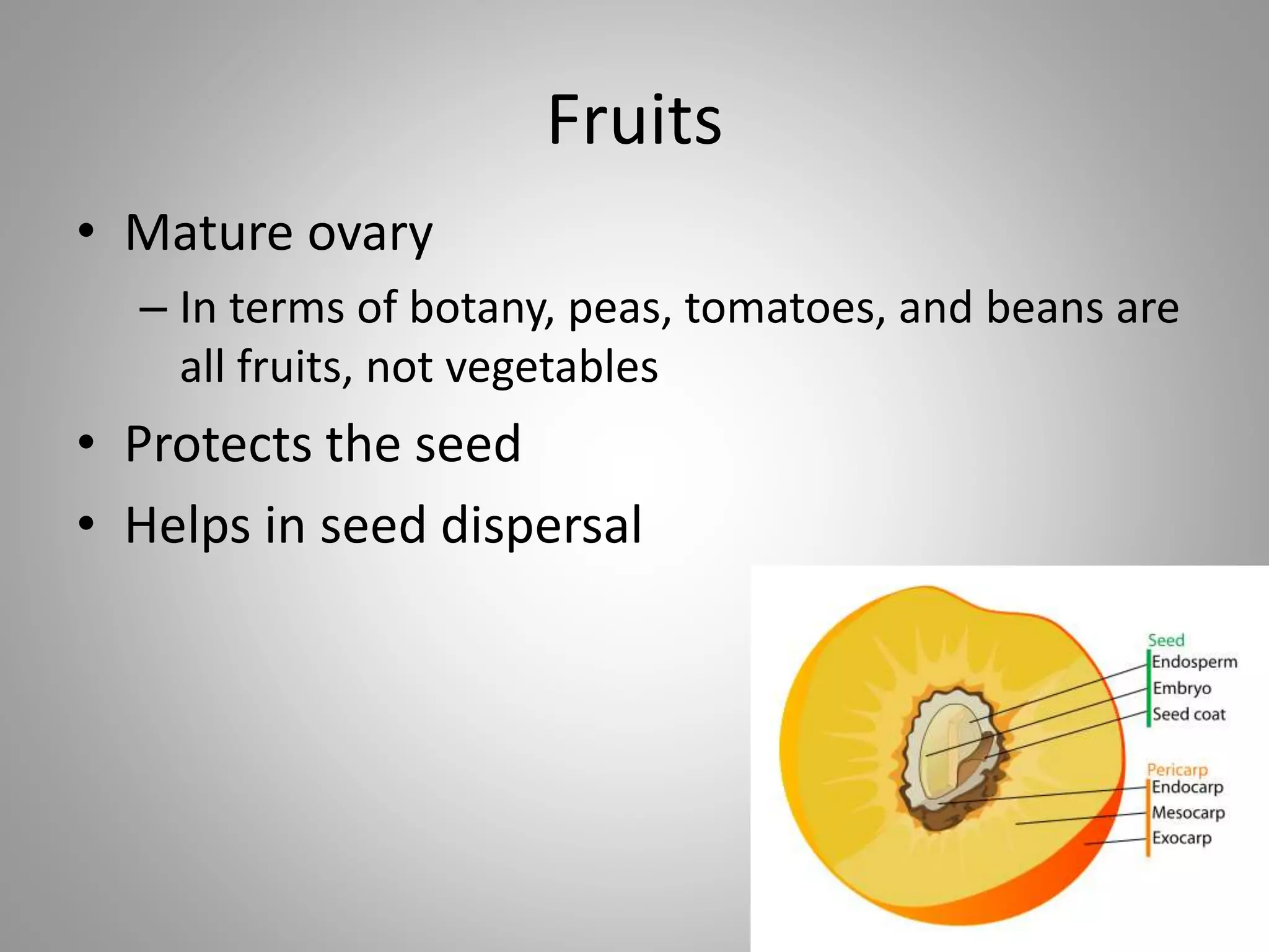 Seed Plants Lab | PPTX