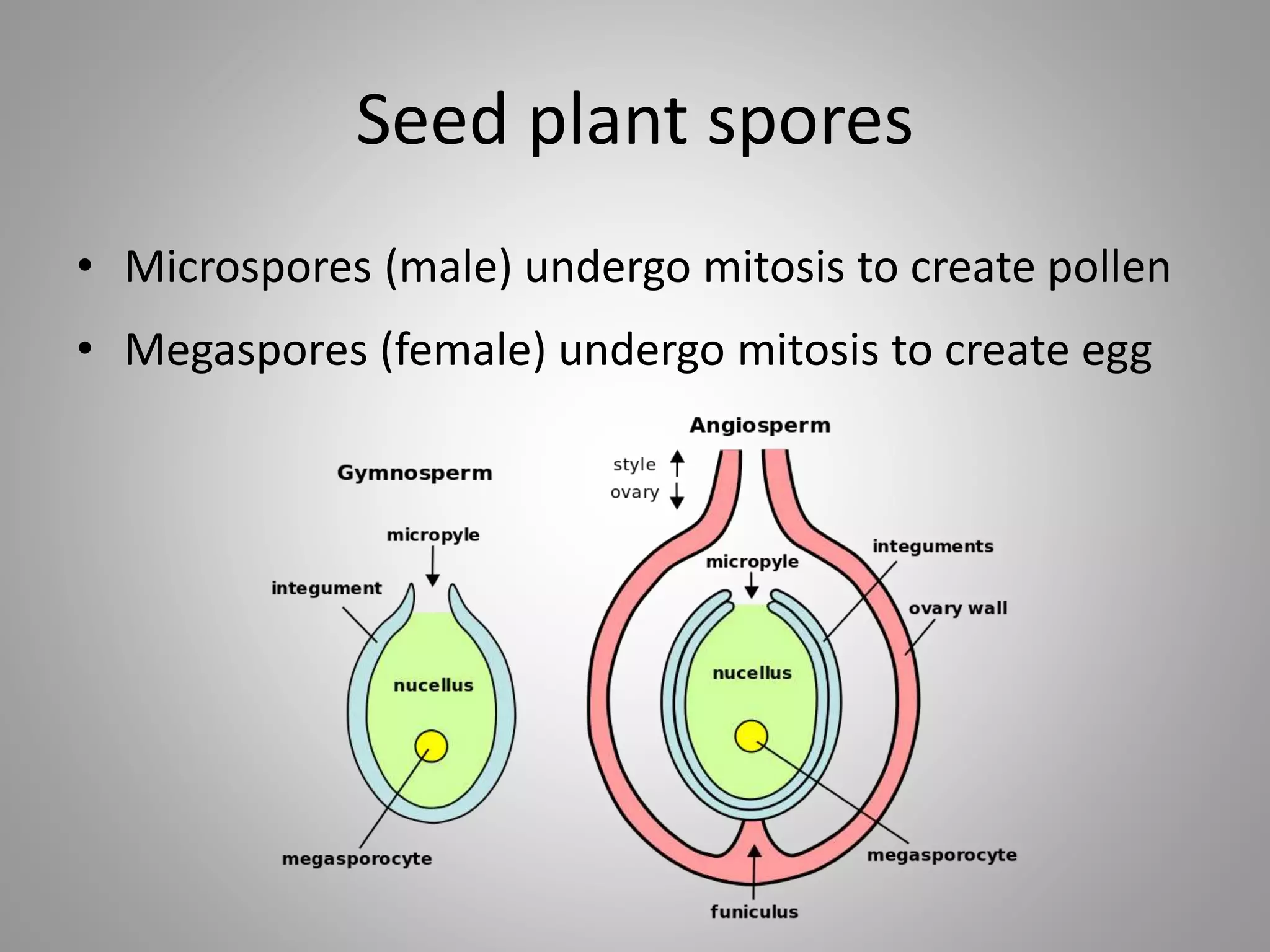 Seed Plants Lab | PPTX
