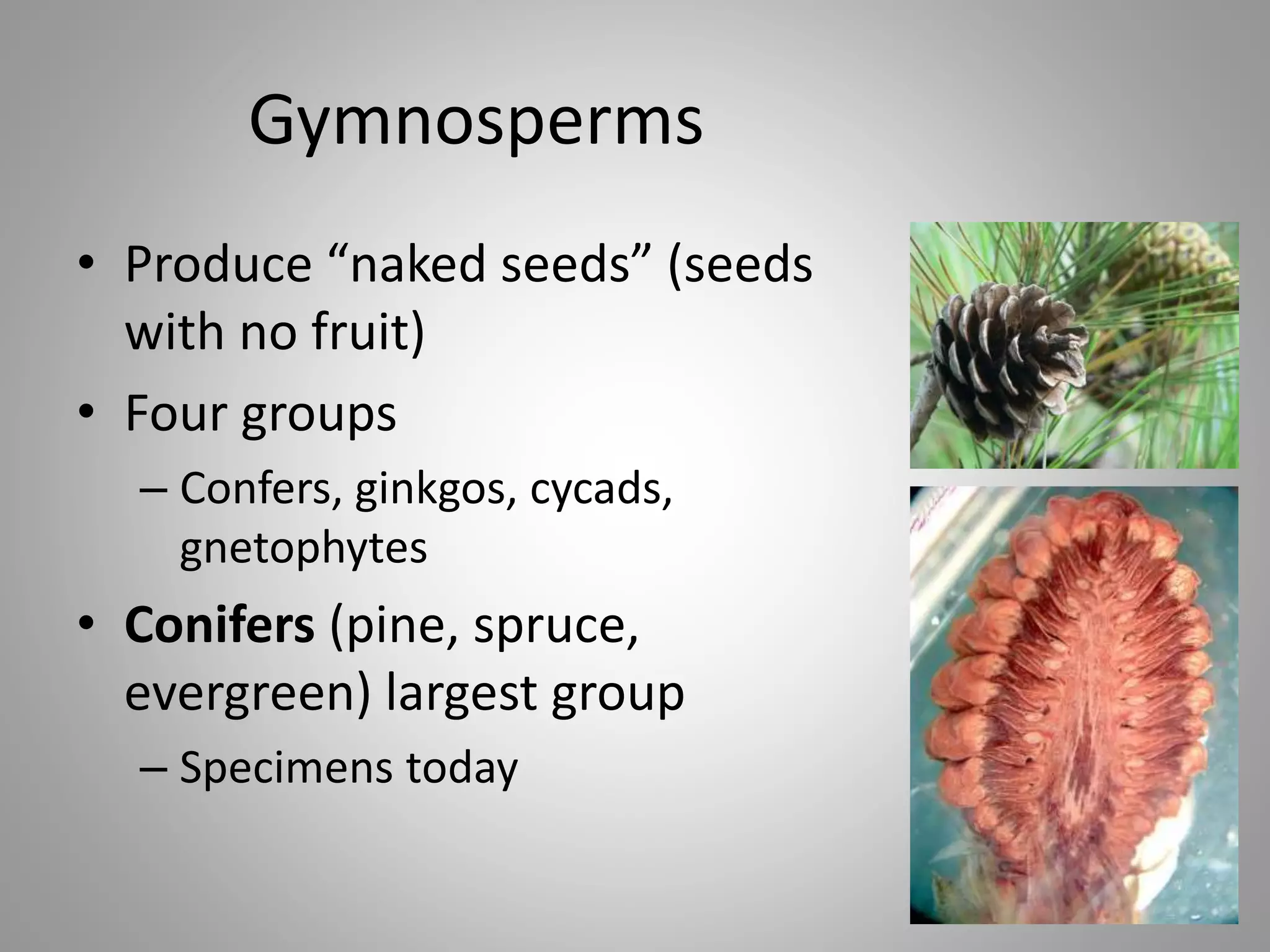 Seed Plants Lab | PPTX