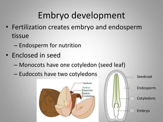 Seed Plants Lab | PPTX