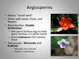 Seed Plants Lab | PPTX