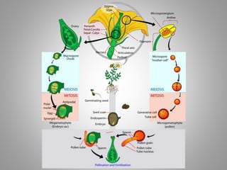 Seed Plants Lab | PPTX