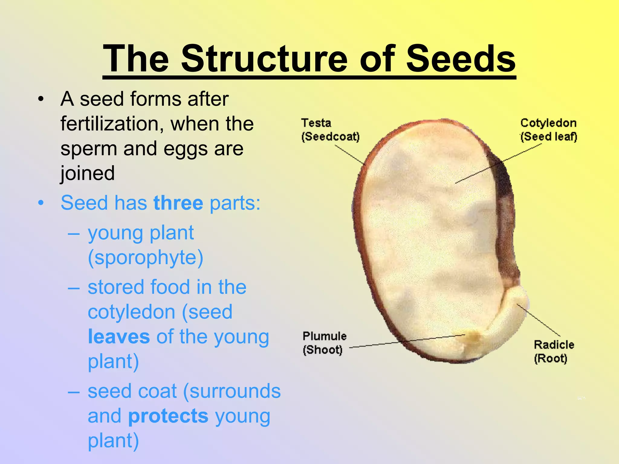 Seed Plants Notes | PPT