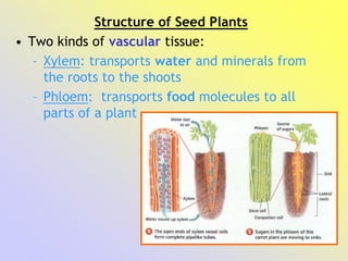 Seed Plants Notes | PPT