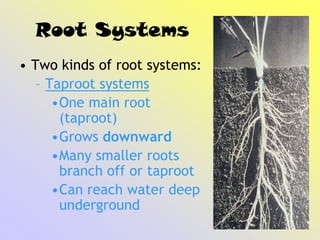 Seed Plants Notes | PPT