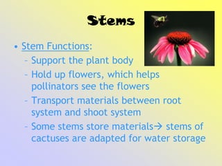 Seed Plants Notes | PPT