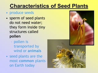 Seed Plants Notes | PPT