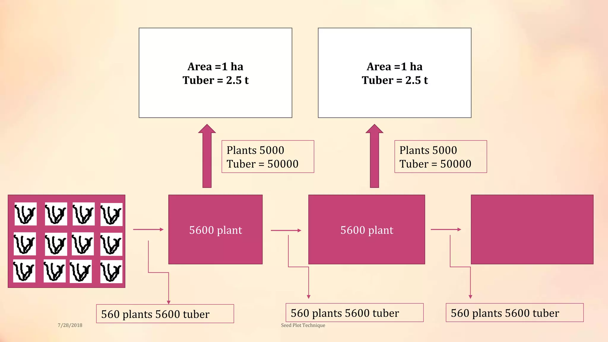 Seed plot technique in Potato | PPTX