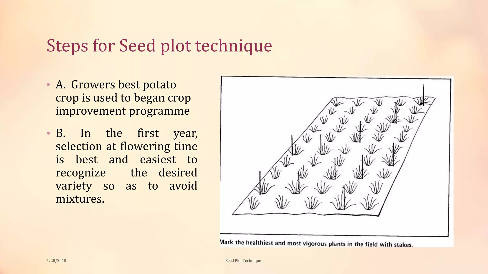 Seed plot technique in Potato | PPTX