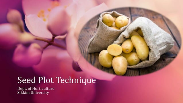 Seed plot technique in Potato | PPTX | Agriculture | Industries