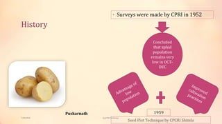 Seed plot technique in Potato | PPTX