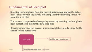 Seed plot technique in Potato | PPTX