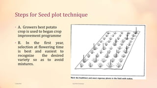 Seed plot technique in Potato | PPT